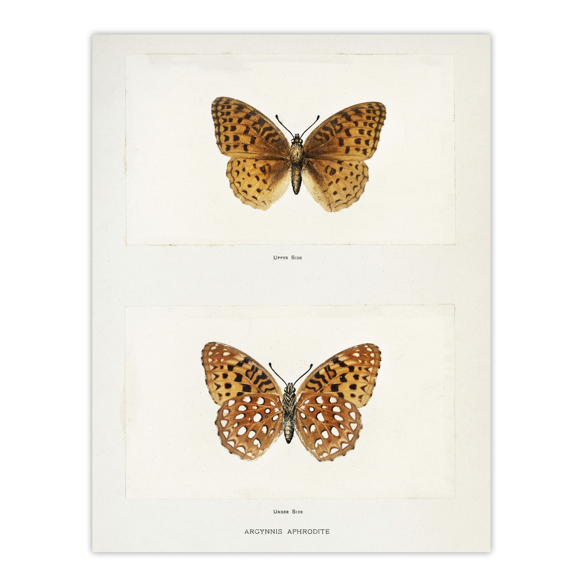 Aphrodite Fritillary Butterfly Denton Wall Art Poster Print 12X16 ...