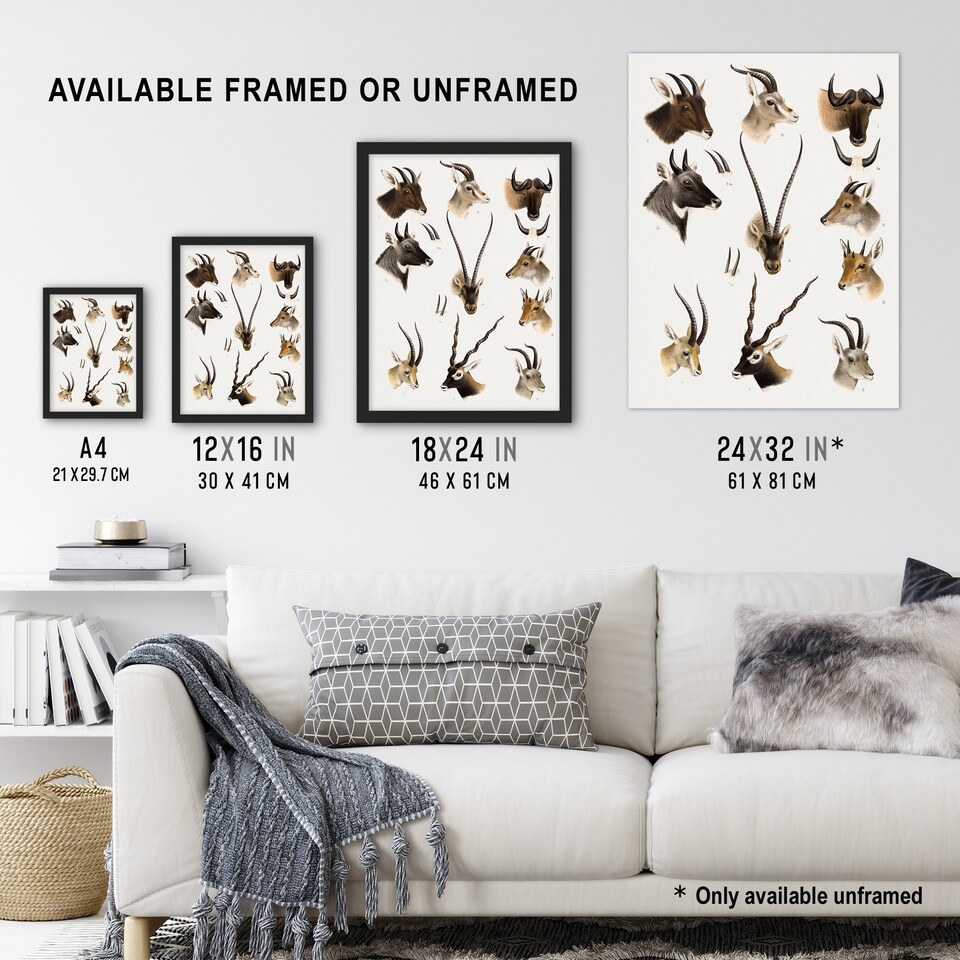 Bovidae Animals Vintage Illustration Lydekker Huge Wall Art Poster ...