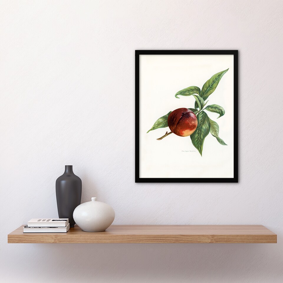 John Wright Framed Wall Art Vintage Illustration of Pine Apple ...