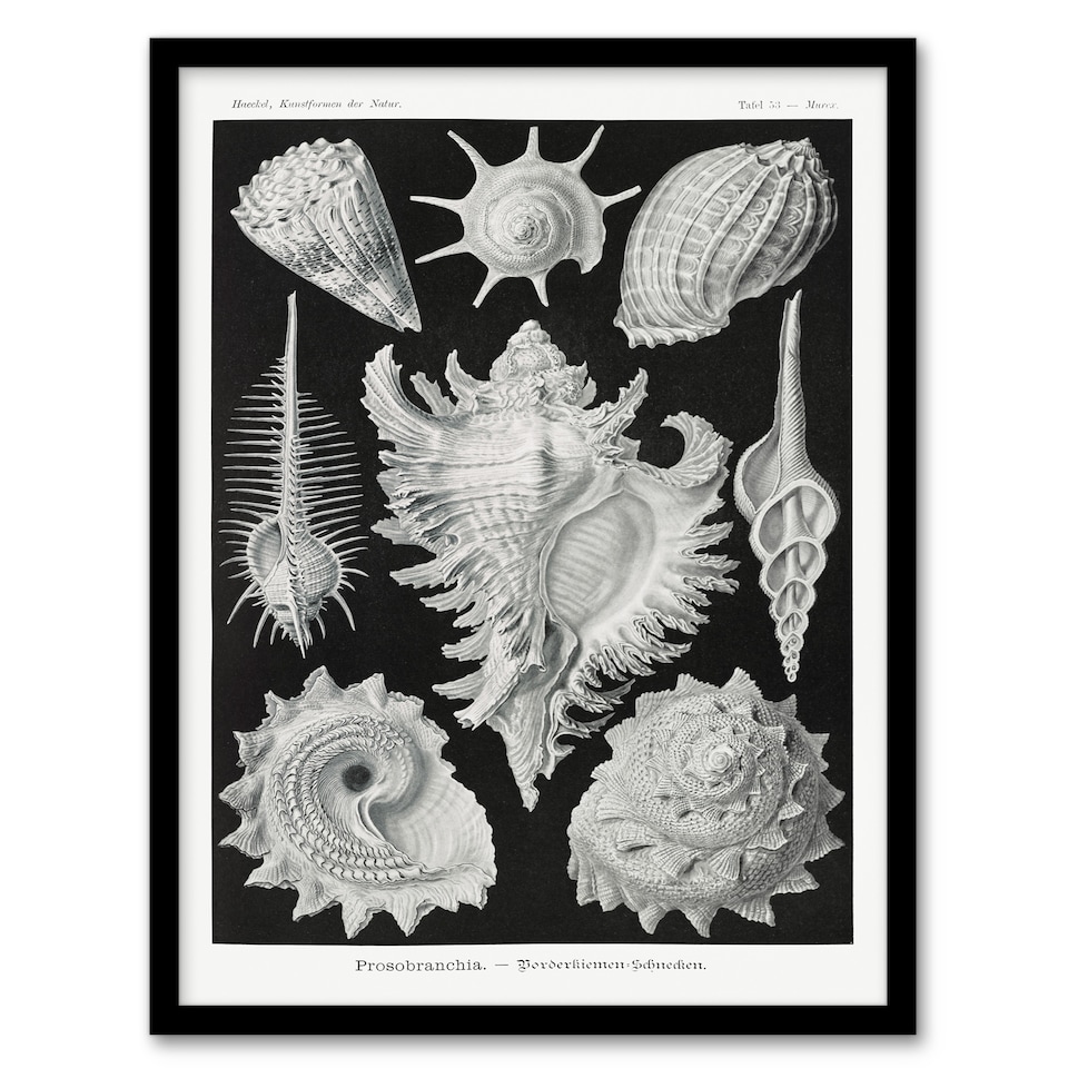 Ernst Haeckel Framed Wall Art Sea Snail Shells Vintage Illustration ...
