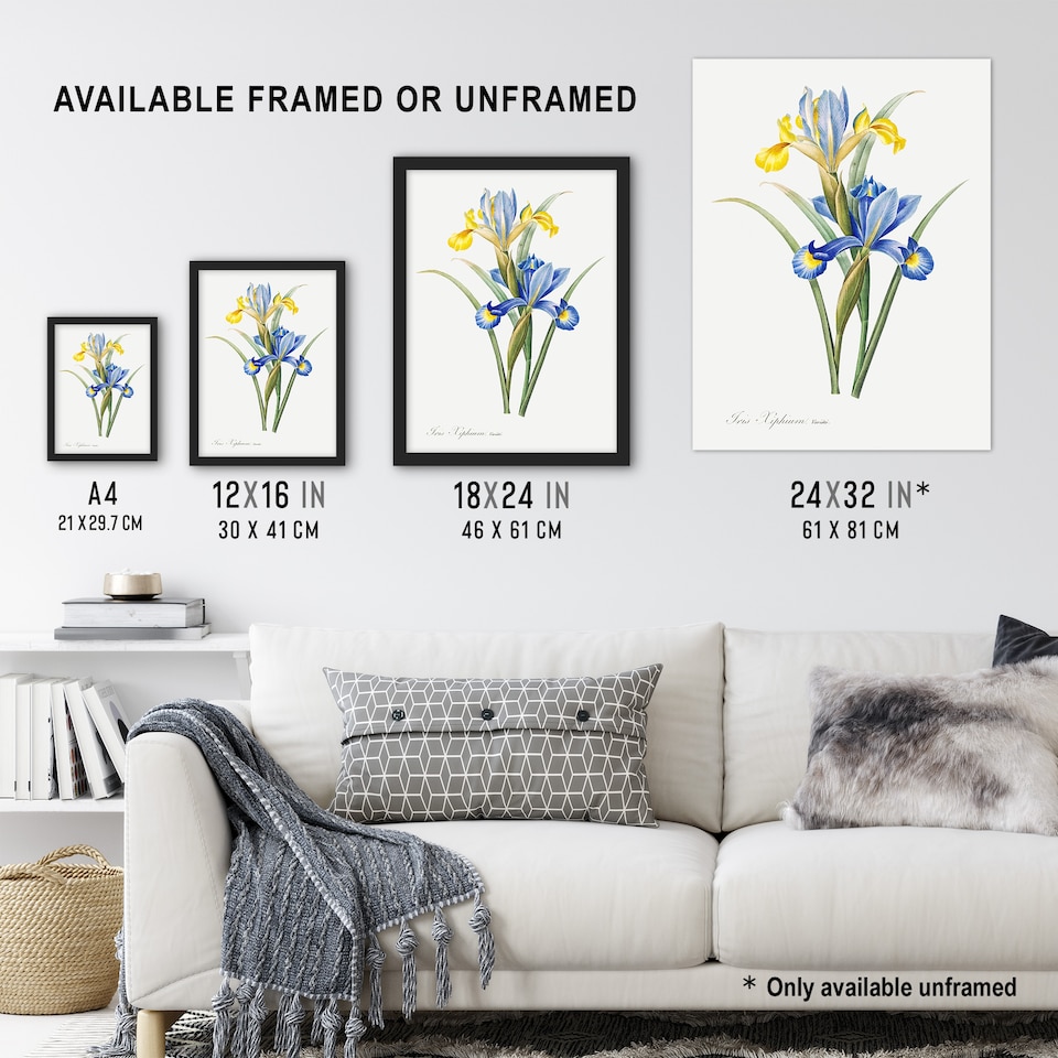 Spanish iris Botanical Redoute Vintage Wall Art Poster Print 12X16 ...
