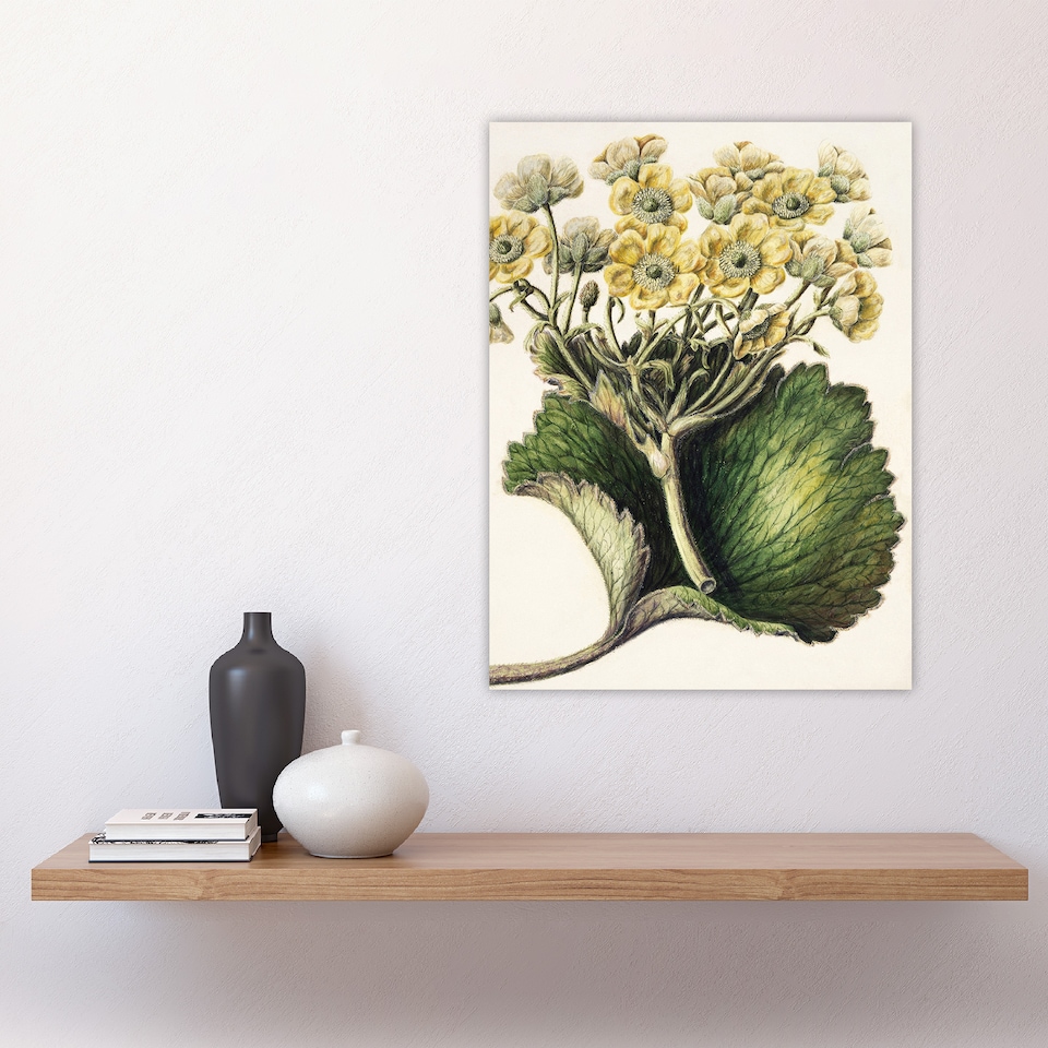 New Zealand Korikori Buttercup Flower Featon Huge Wall Art Print 18X24 ...