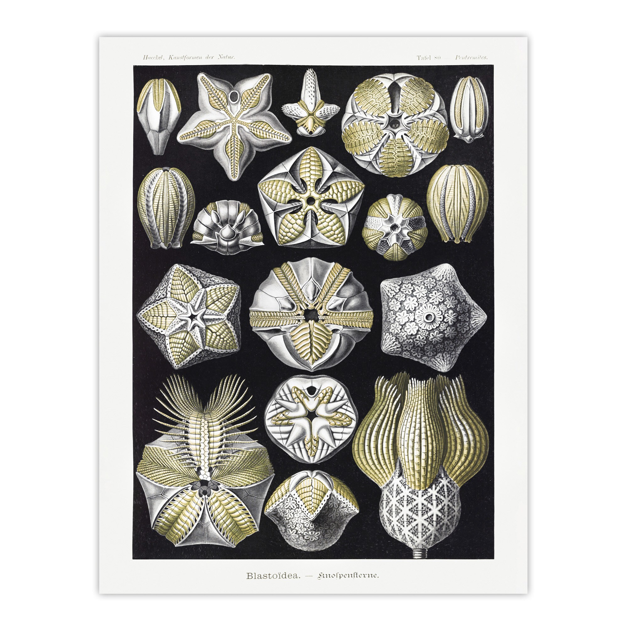 Blastoid Sea Buds Urchins Haeckel Botanical Huge Wall Art Print 18X24 ...