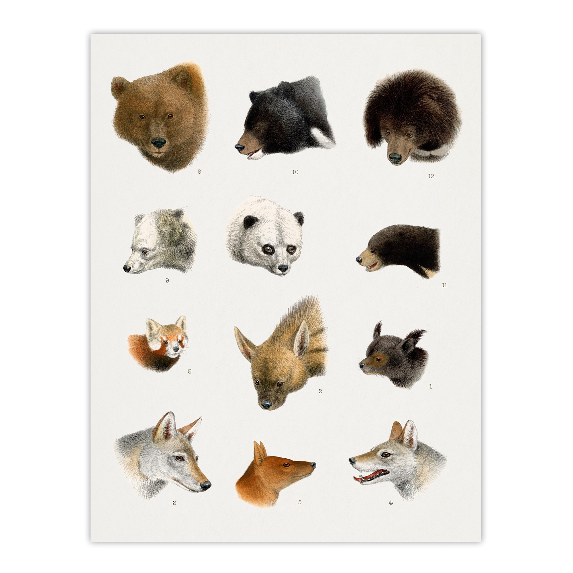 Small and Large Animals Vintage Artwork Lydekker Wall Art Poster Print ...