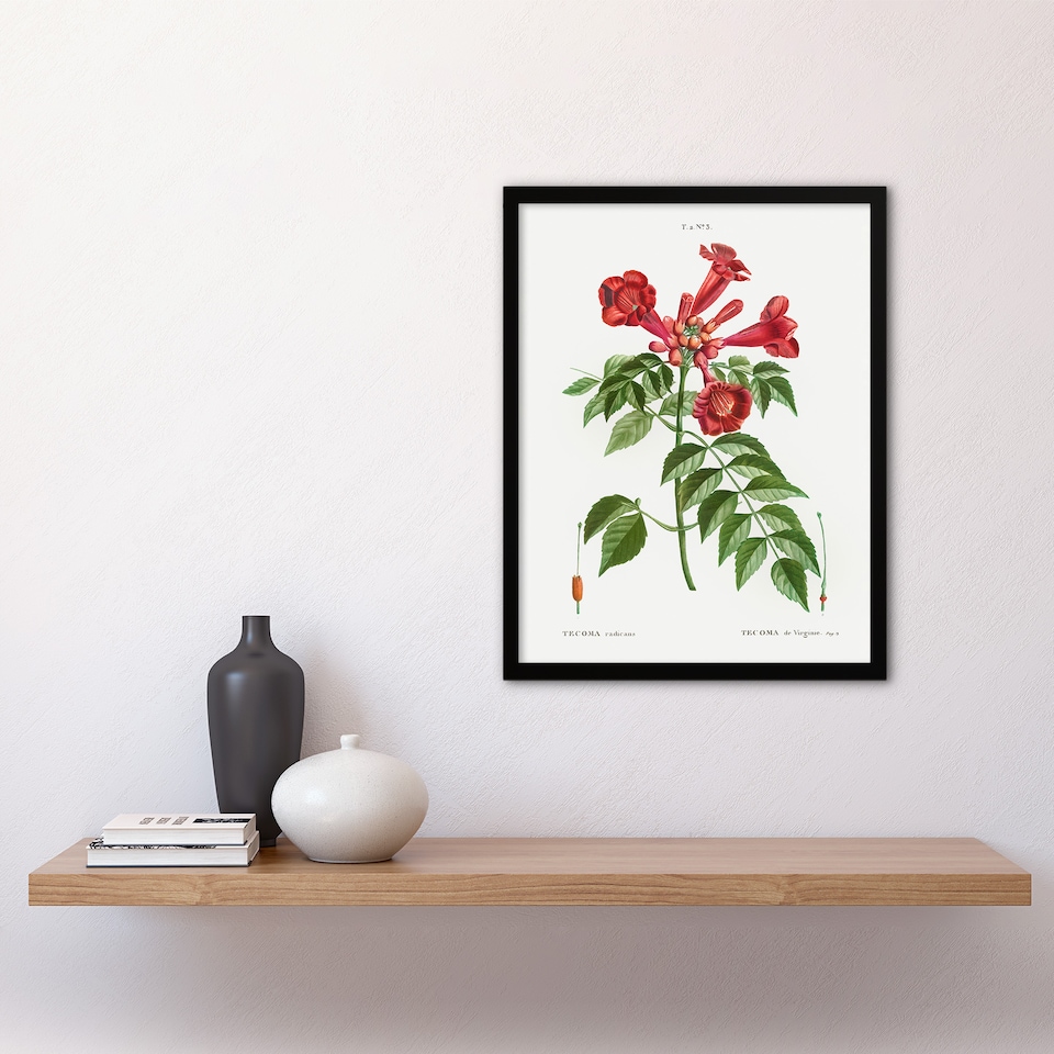 Trumpet Vine Flowers Redoute Vintage Framed Wall Art Print 12X16 ...
