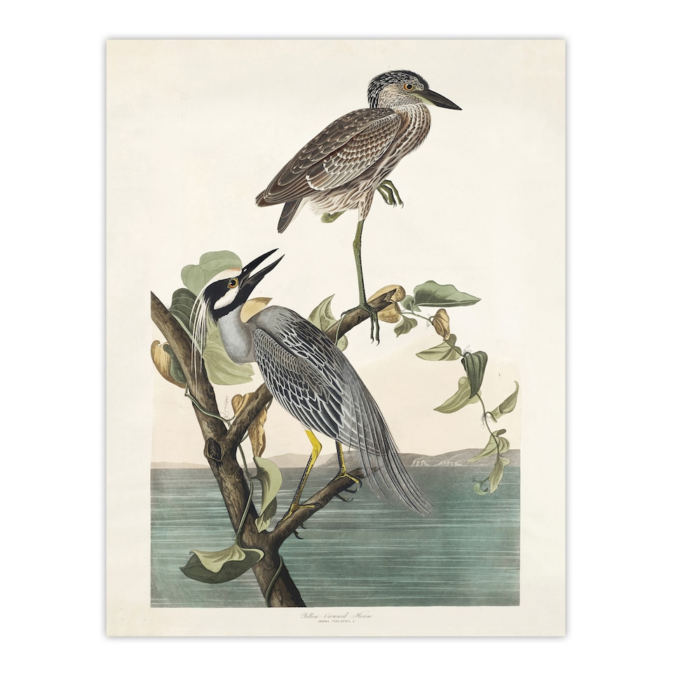Yellow Crowned Heron Audubon Nature Wall Art Poster Print 12X16 ...