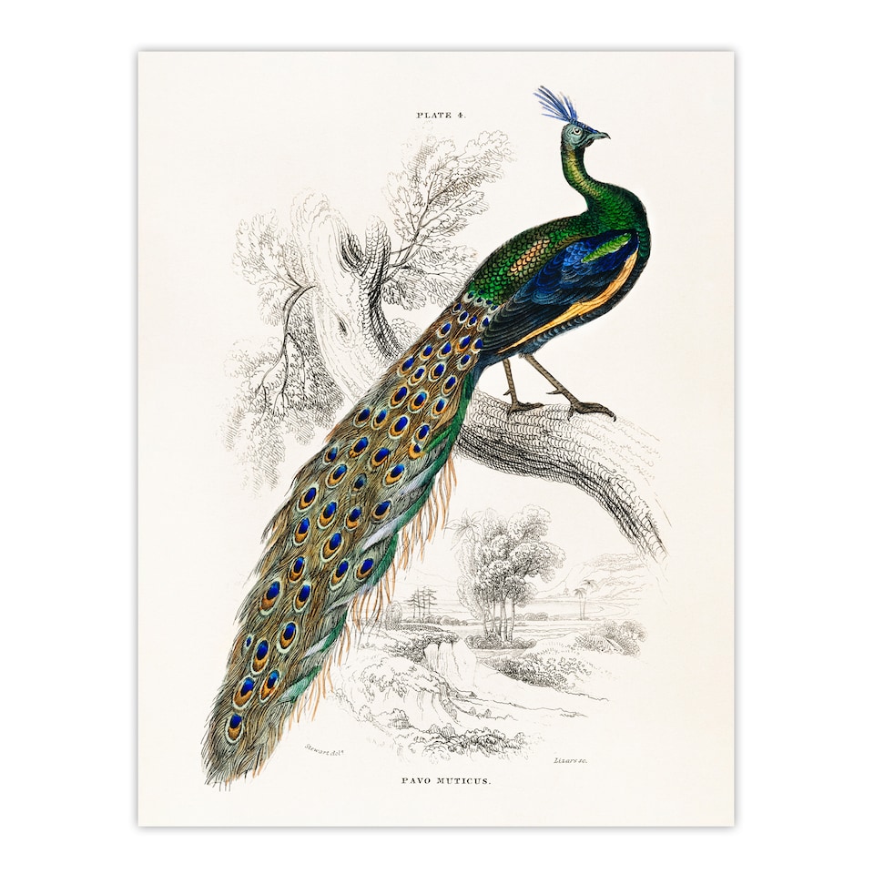 Sir William Jardine Framed Wall Art Print Male Peafowl Peacock Home ...