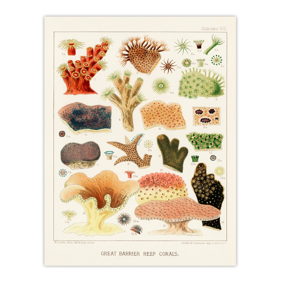 William S Kent Framed Wall Art Great Barrier Reef Corals Illustration ...