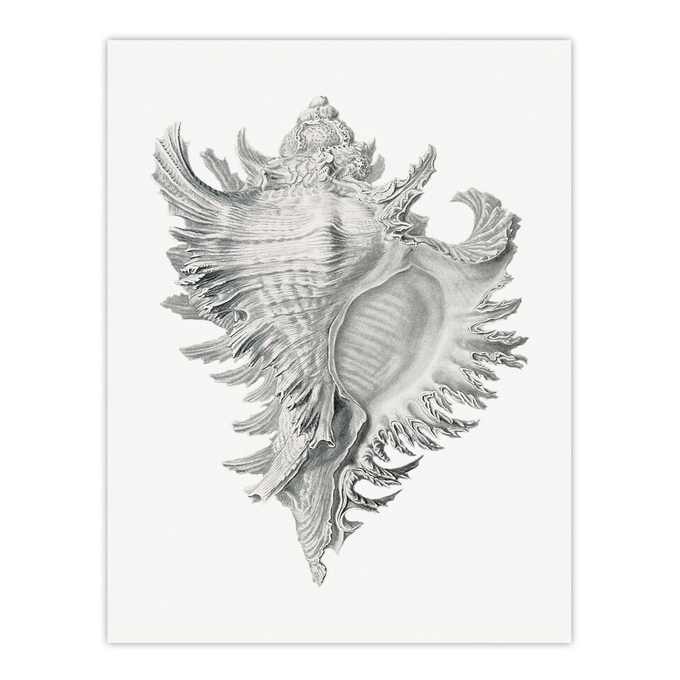 Ernst Haeckel Framed Wall Art Print Whelk Sea Snail Shell Drawing Home ...