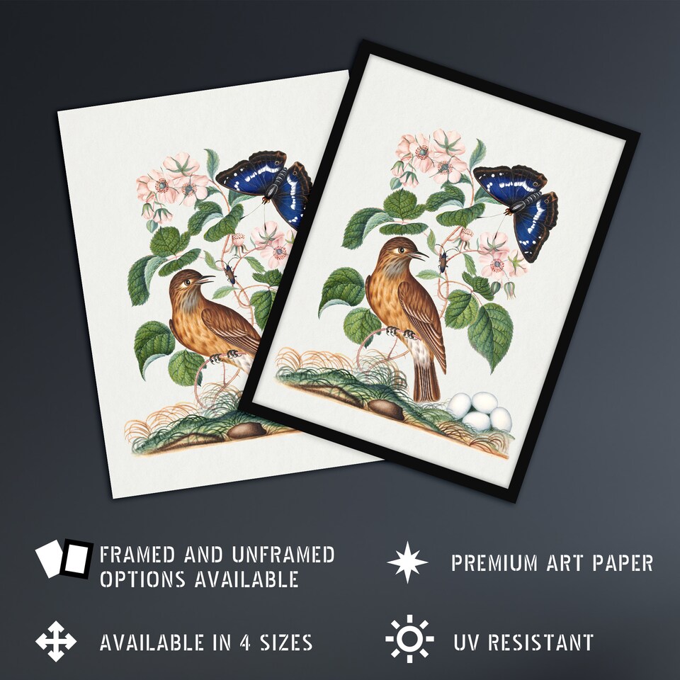 Spotted Flycatcher and Purple Emperor Bolton Wall Art Poster Print ...