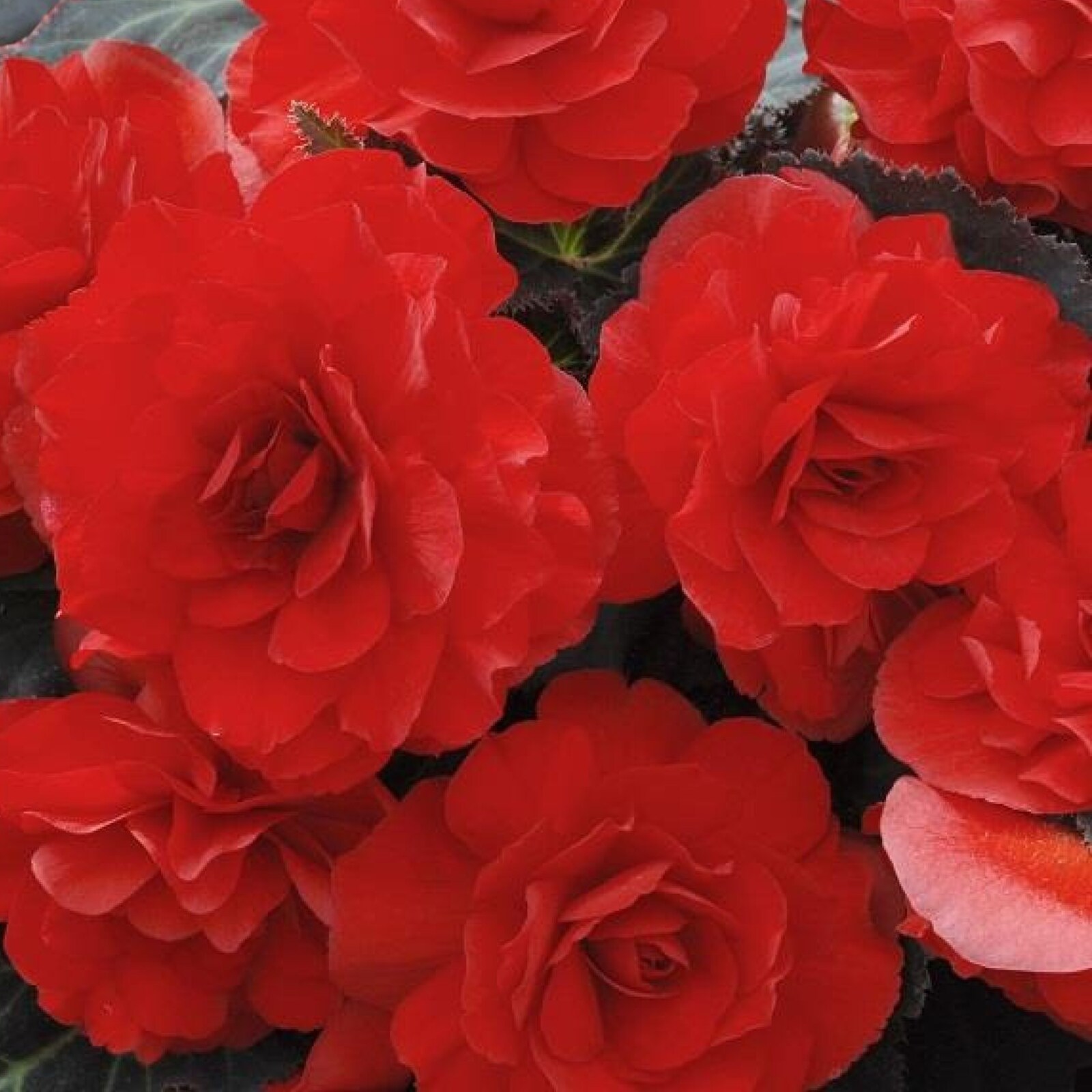 Carbeth Plants Begonia Nonstop Scarlet Summer Bedding Plant 3 x 9cm ...