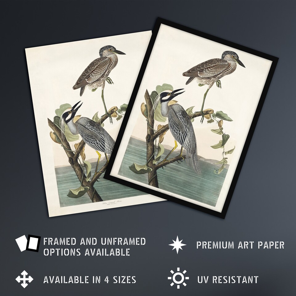 Yellow Crowned Heron Audubon Nature Wall Art Poster Print 12X16 ...