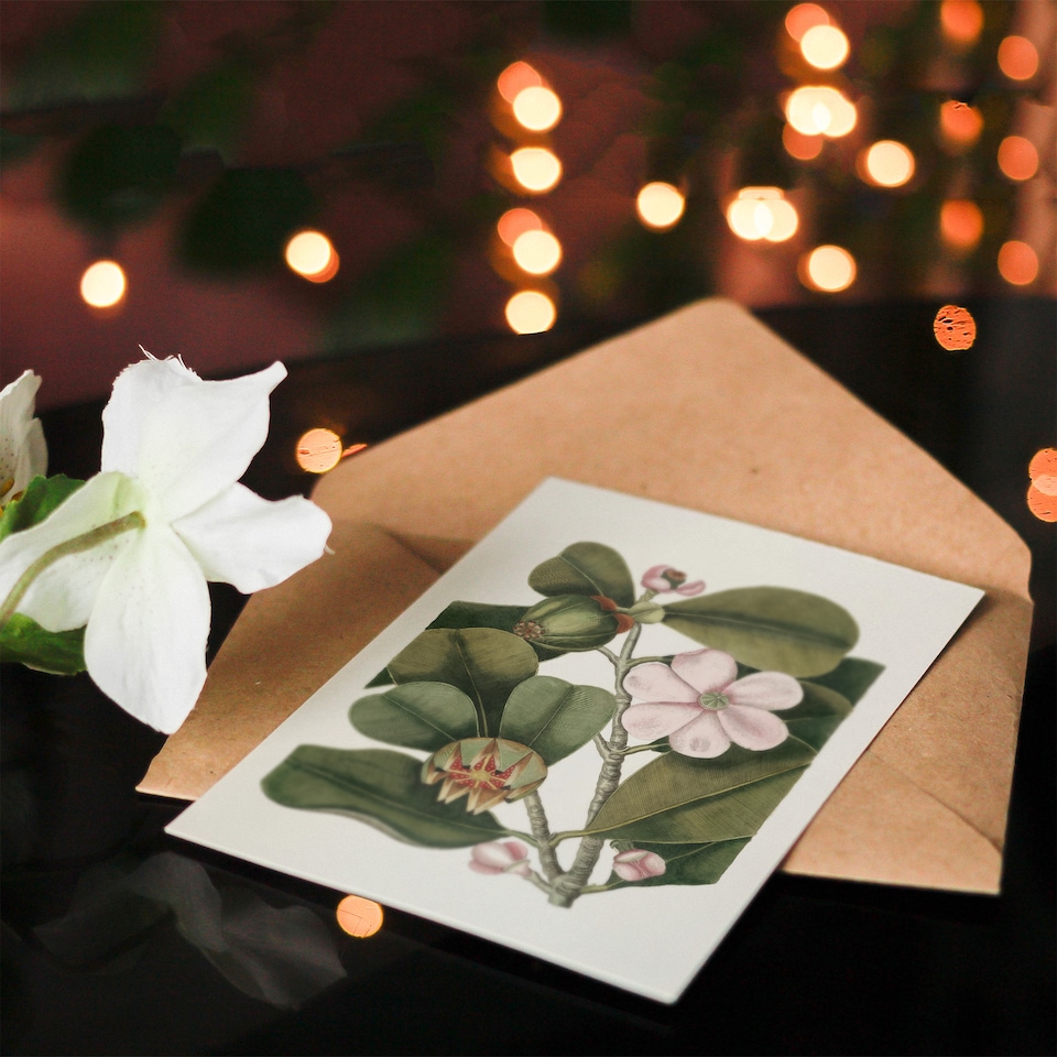 Mark Catesby Art Card Balsam Tree Flower Vintage Botanical - Tesco ...