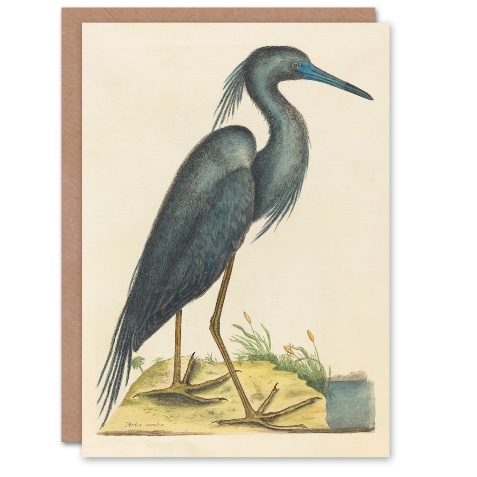 Catesby Art Card Blue Heron Natural History Illustration - Tesco Groceries