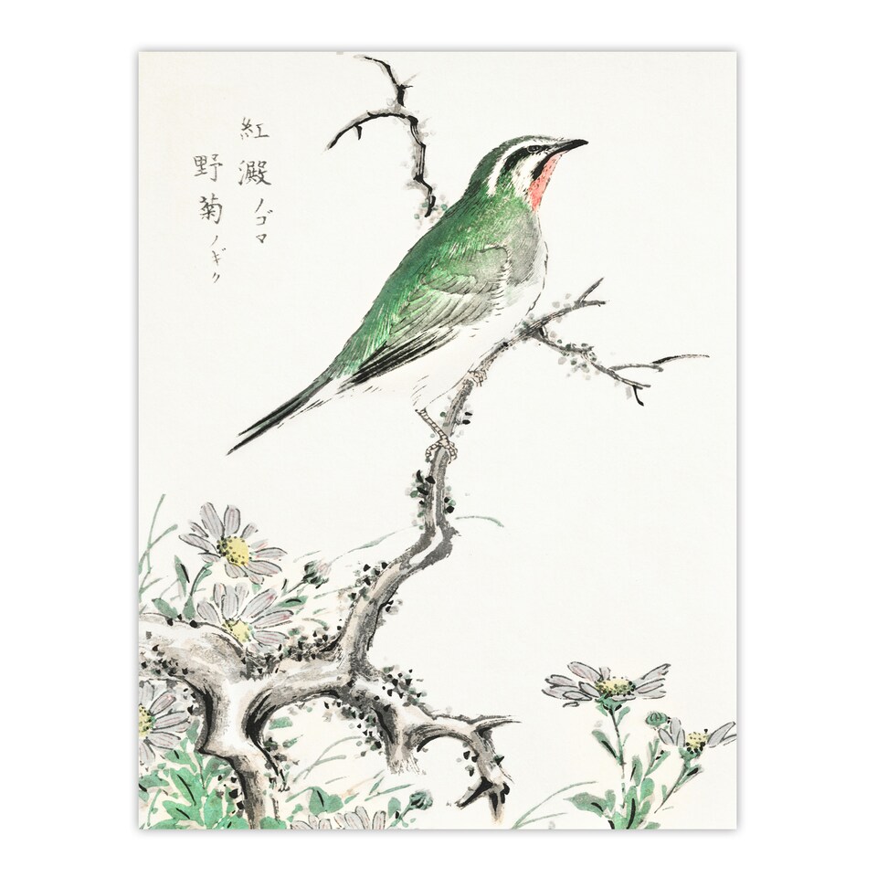 Ruby Throat Bird and Wild Camomile Vintage Wall Art Print Kashu 18x24 ...