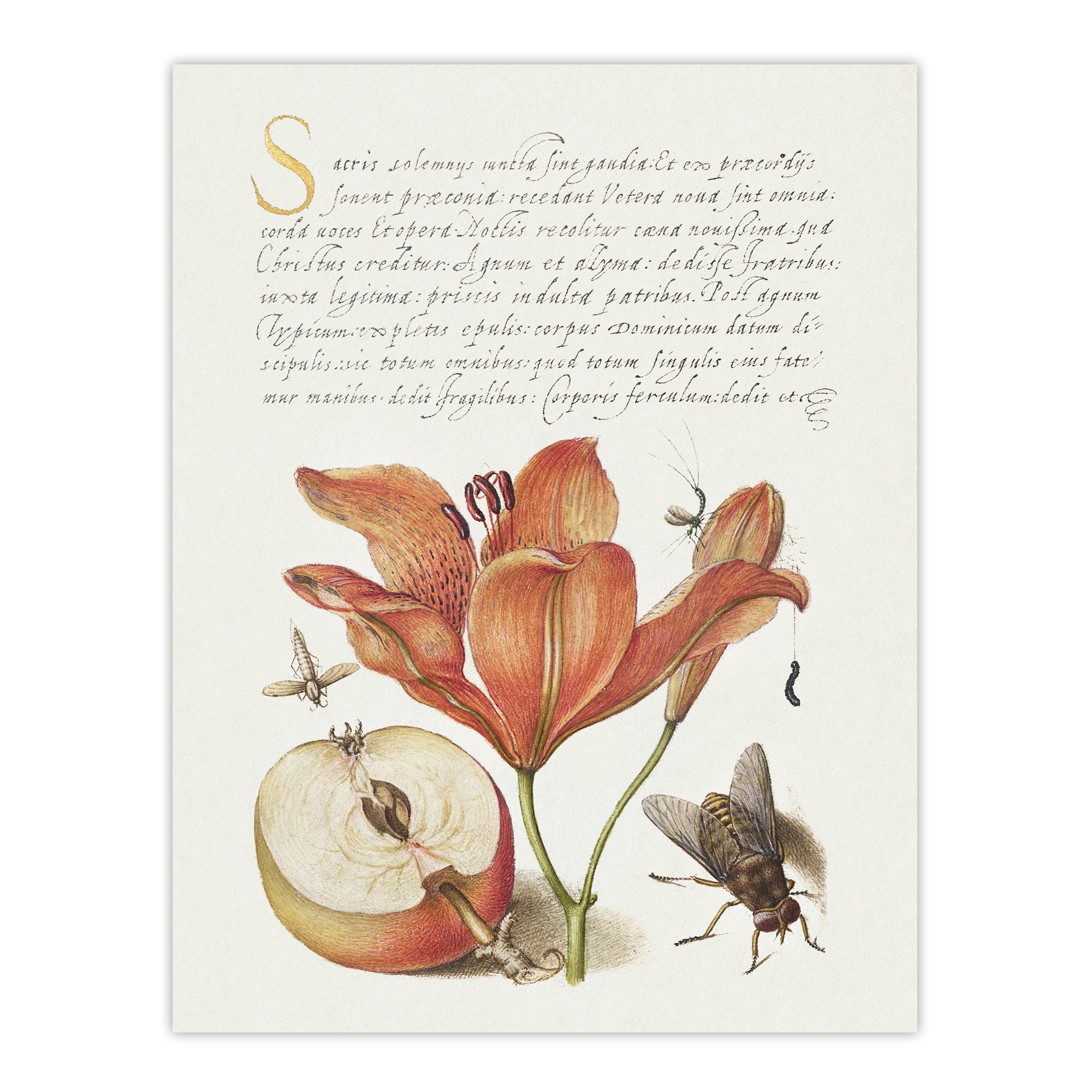 Insects Orange Lily and Apple Calligraphy Huge Wall Art Print 18X24 In ...