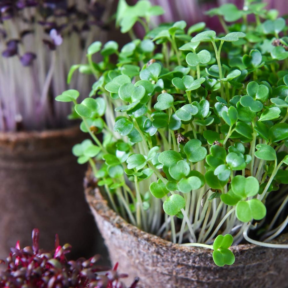 Microgreens Broccoli Green 1 Seed Packet - Tesco Groceries