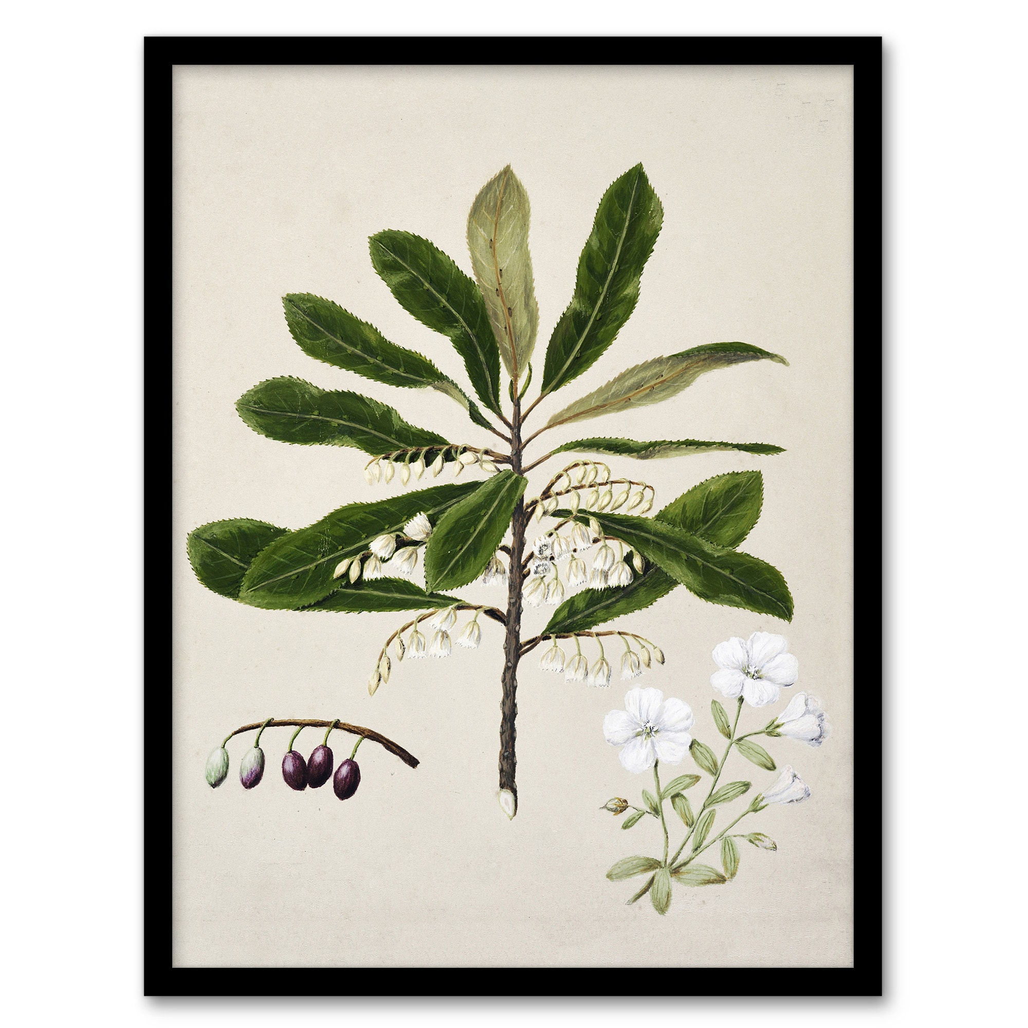 New Zealand Rauhuia and Hinau Flowers Featon Framed Wall Art Print ...