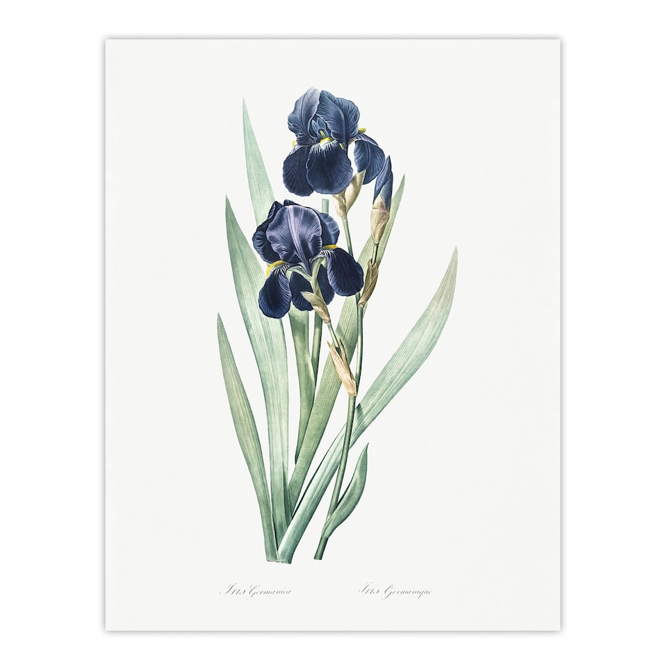 Bearded Iris Botanical Redoute Vintage Wall Art Poster Print 12X16 ...