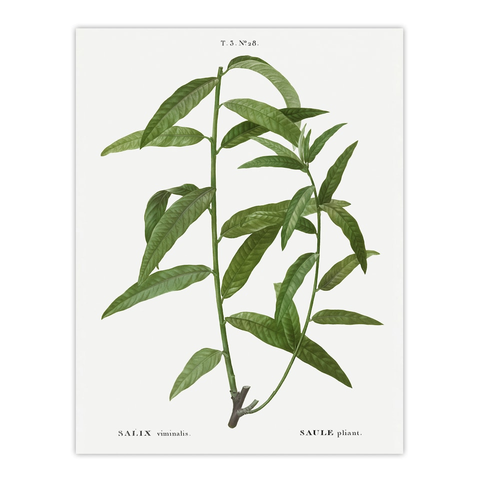 Basket Willow Botanical Redoute Vintage Huge Wall Art Poster Print ...