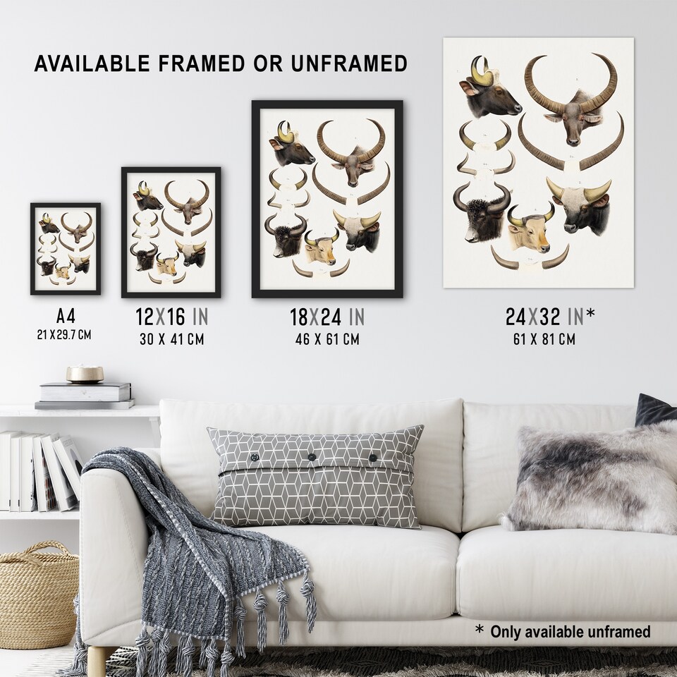 Bovine Animal Horns Vintage Illustration Lydekker Huge Wall Art Poster ...