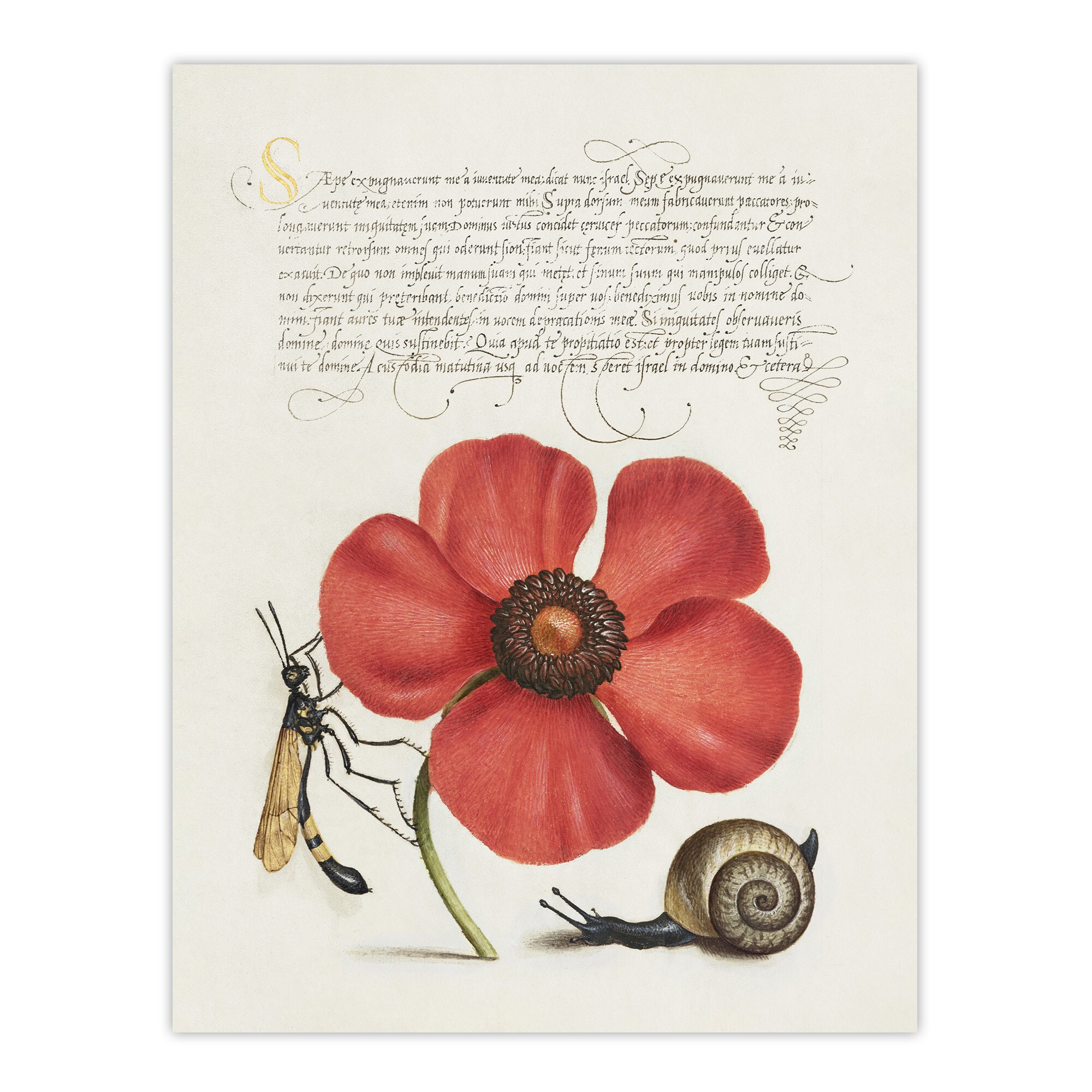 Poppy Snail and Crane Fly Calligraphy Huge Wall Art Poster Print 24X32 ...