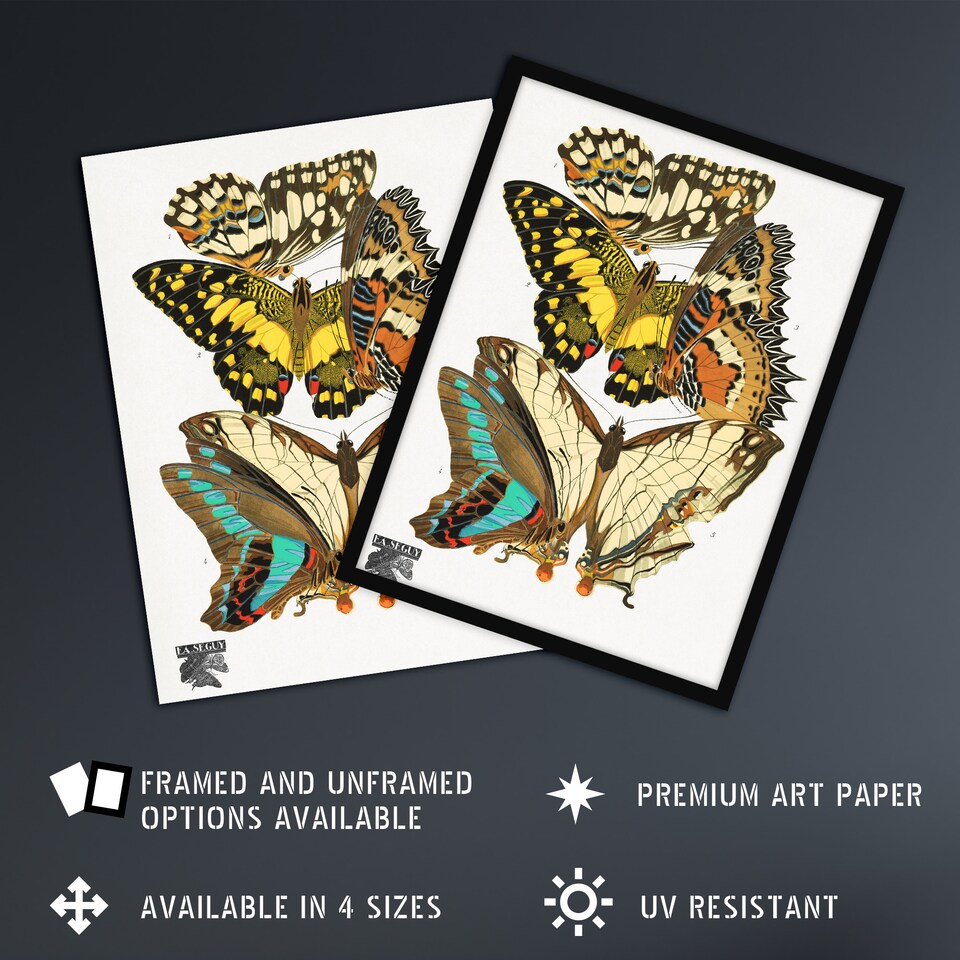 Papillons Butterflies Illustration Vintage Wall Art Print Seguy 18x24 ...