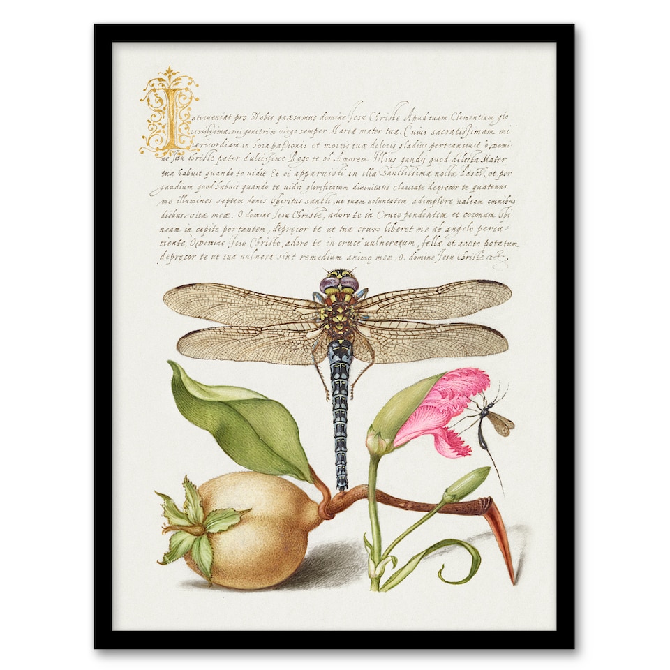 Model Book of Calligraphy Framed Wall Art Dragonfly Pear and Carnation ...