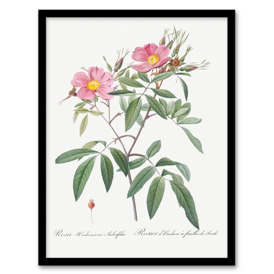 Pierre Joseph Redoute Framed Wall Art Print Hudson Swamp Rose Flowers ...
