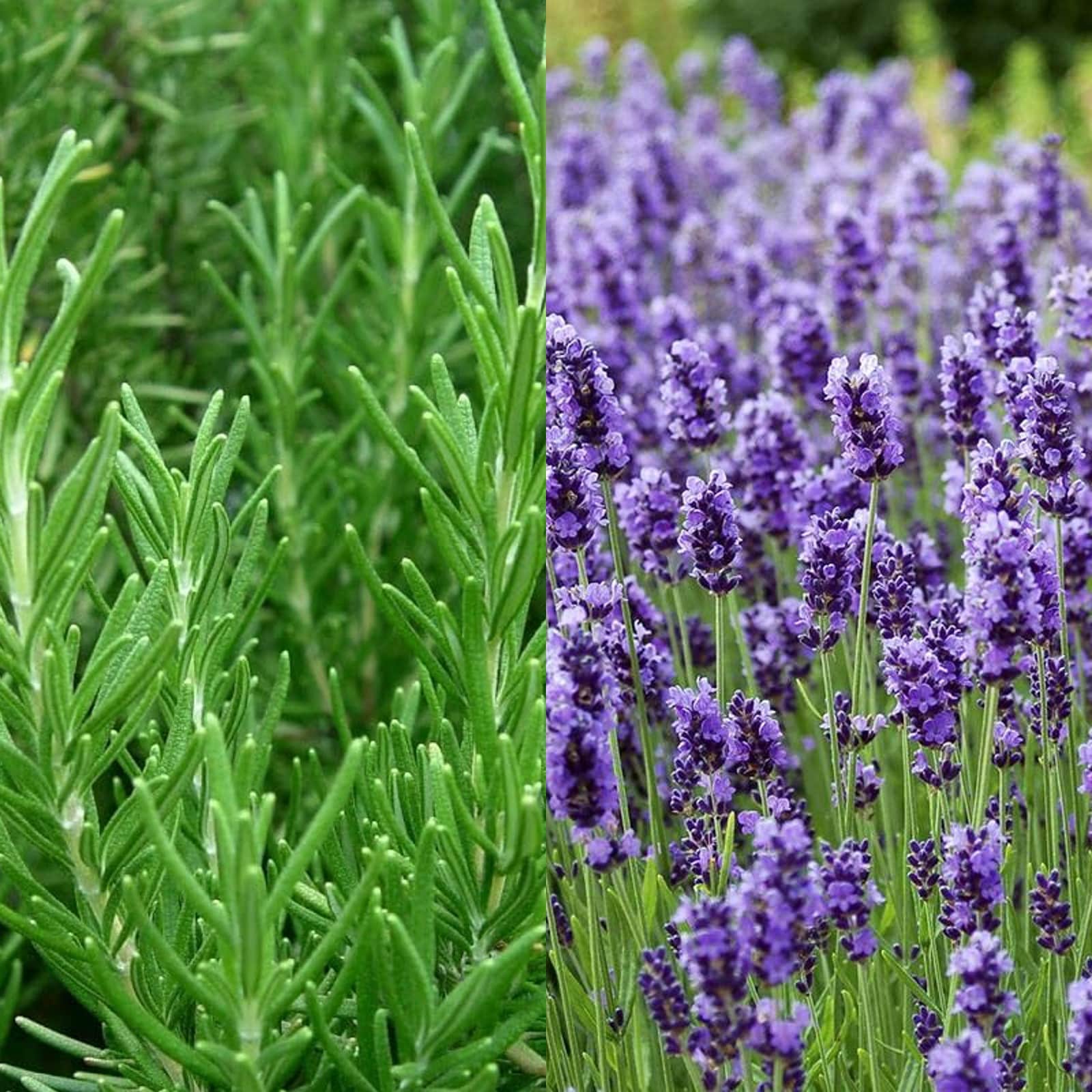 Carbeth Plants Large Lavender and Rosemary Herb Plants in 14cm Pots ...