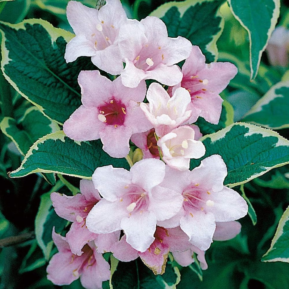 Weigela Florida Variegata 9cm Potted Plant x 1 - Tesco Groceries