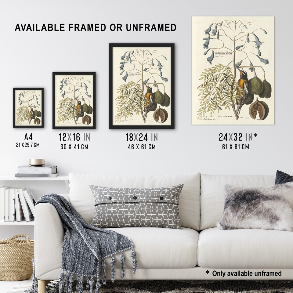 Vintage Bird and Plant Illustration Catesby Wall Art Poster Print ...