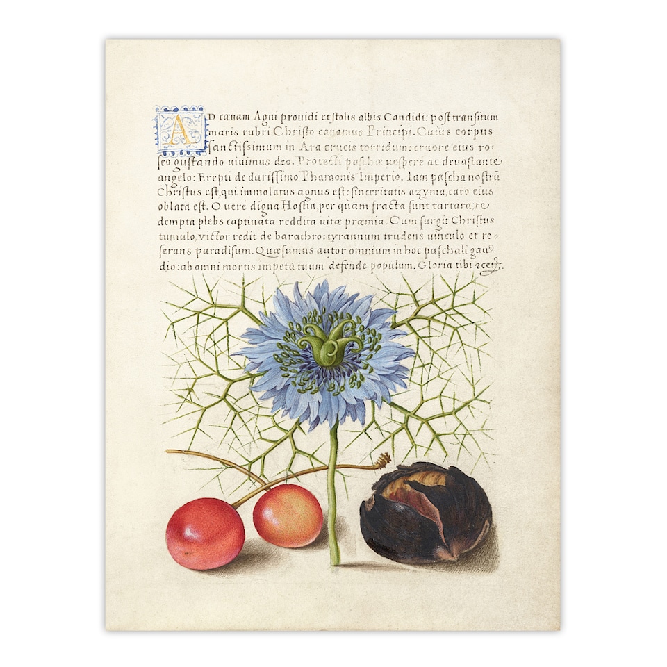 Model Book of Calligraphy Framed Wall Art Love in a Mist and Cherries ...