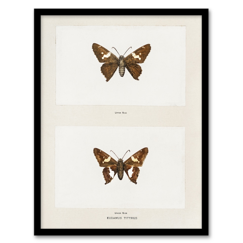 Silver Spotted Skipper Butterfly Denton Framed Wall Art Print 12X16 ...