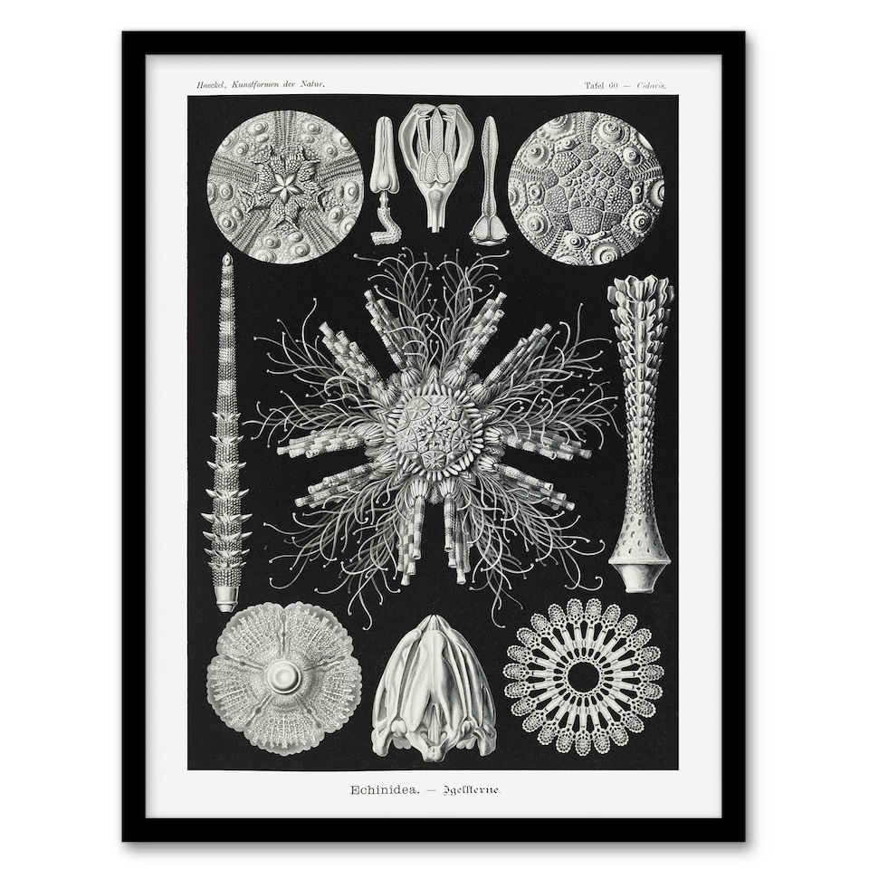 Sea Urchin Ocean Beach Haeckel Botanical Framed Wall Art Print 12X16 ...