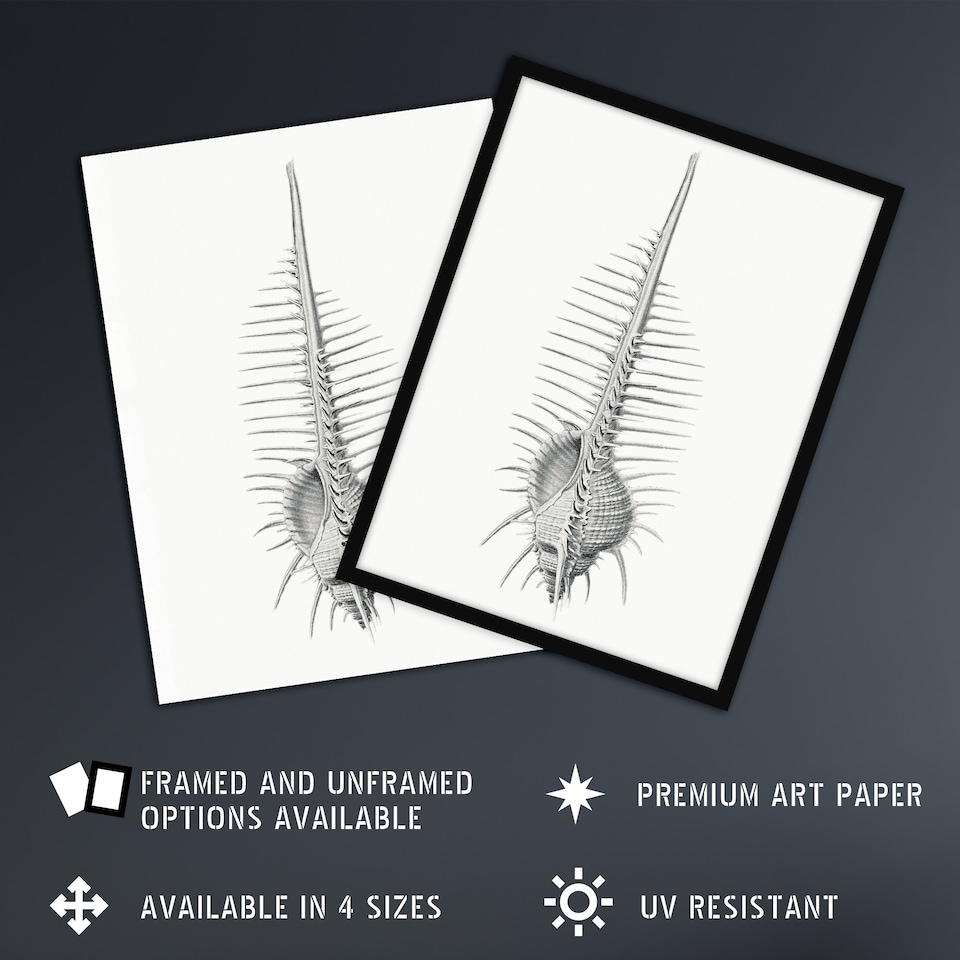 Murex Shell Seashell Drawing Haeckel Botanical Wall Art Poster Print ...