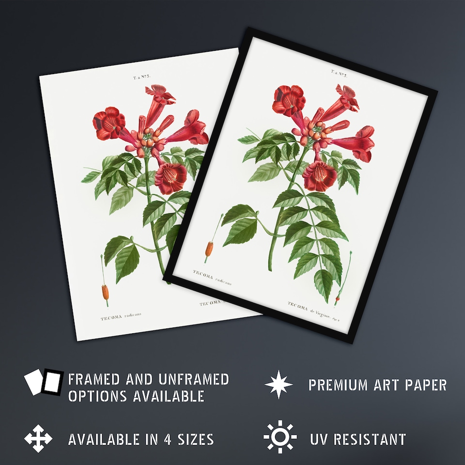 Trumpet Vine Flowers Redoute Vintage Framed Wall Art Print 12X16 ...