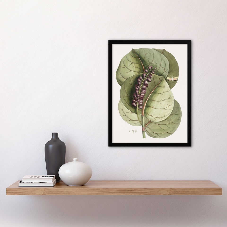Mangrove Grape Tree Vintage Botanical Catesby Framed Wall Art Print ...