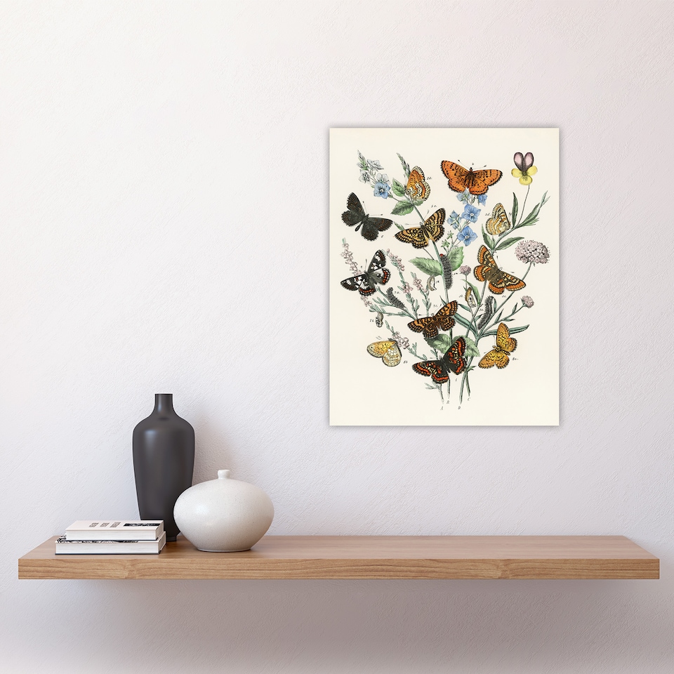 Butterflies and Caterpillars Kirby Vintage Wall Art Poster Print 12X16 ...