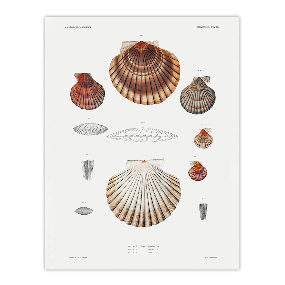 Clam shell varieties Augustus Gould Huge Wall Art Poster Print 24X32 ...