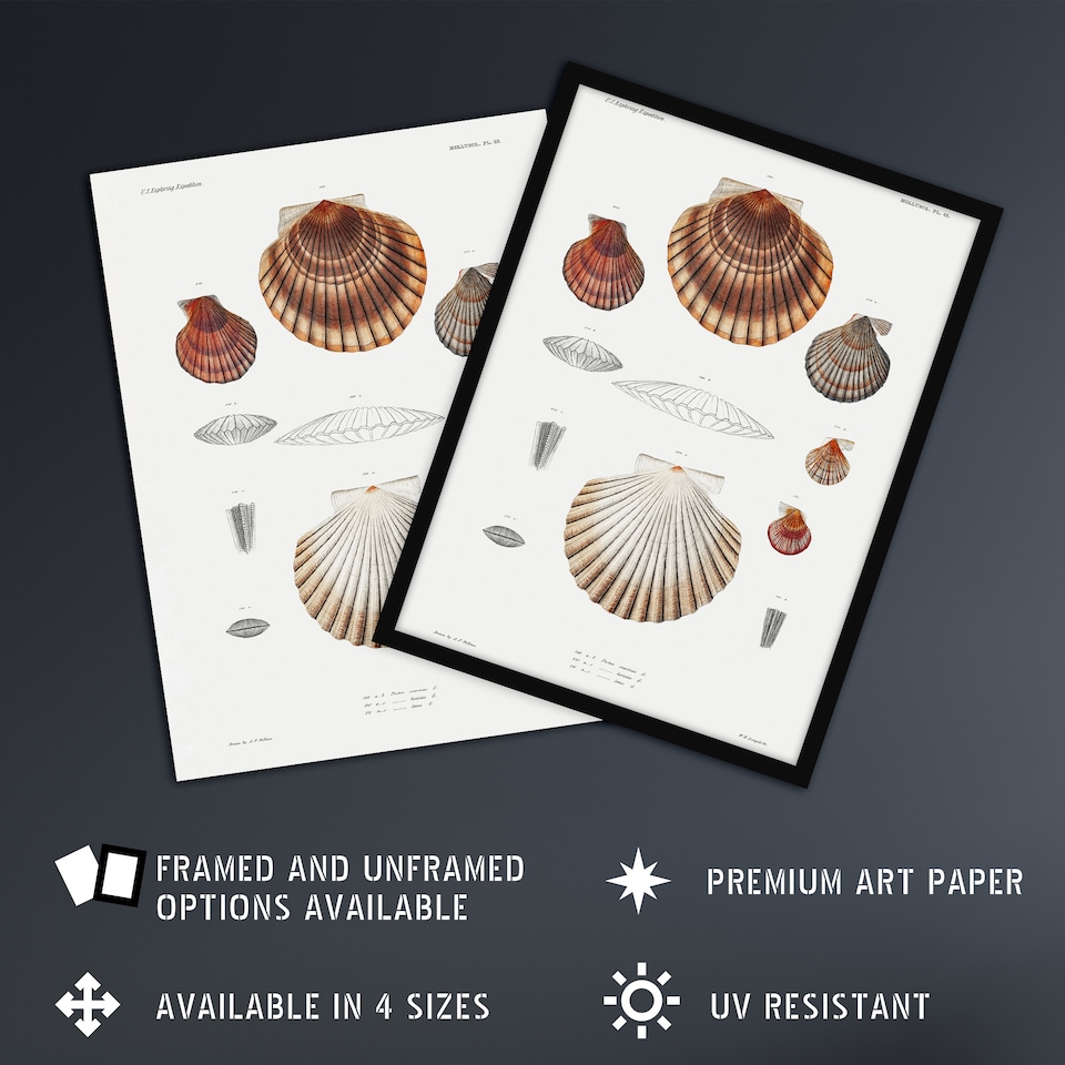 Clam shell varieties Augustus Gould Huge Wall Art Poster Print 24X32 ...