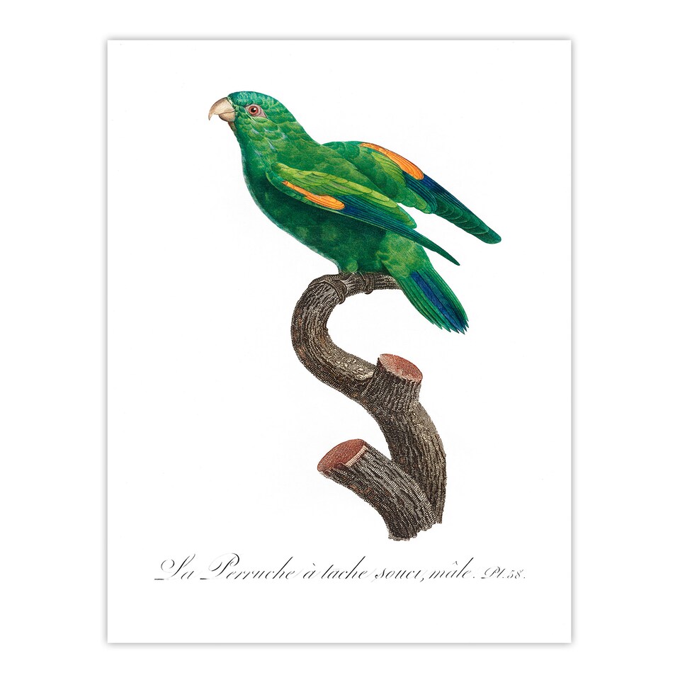 Francois Levaillant Framed Wall Art The Marigold Lorikeet Parrot Home ...