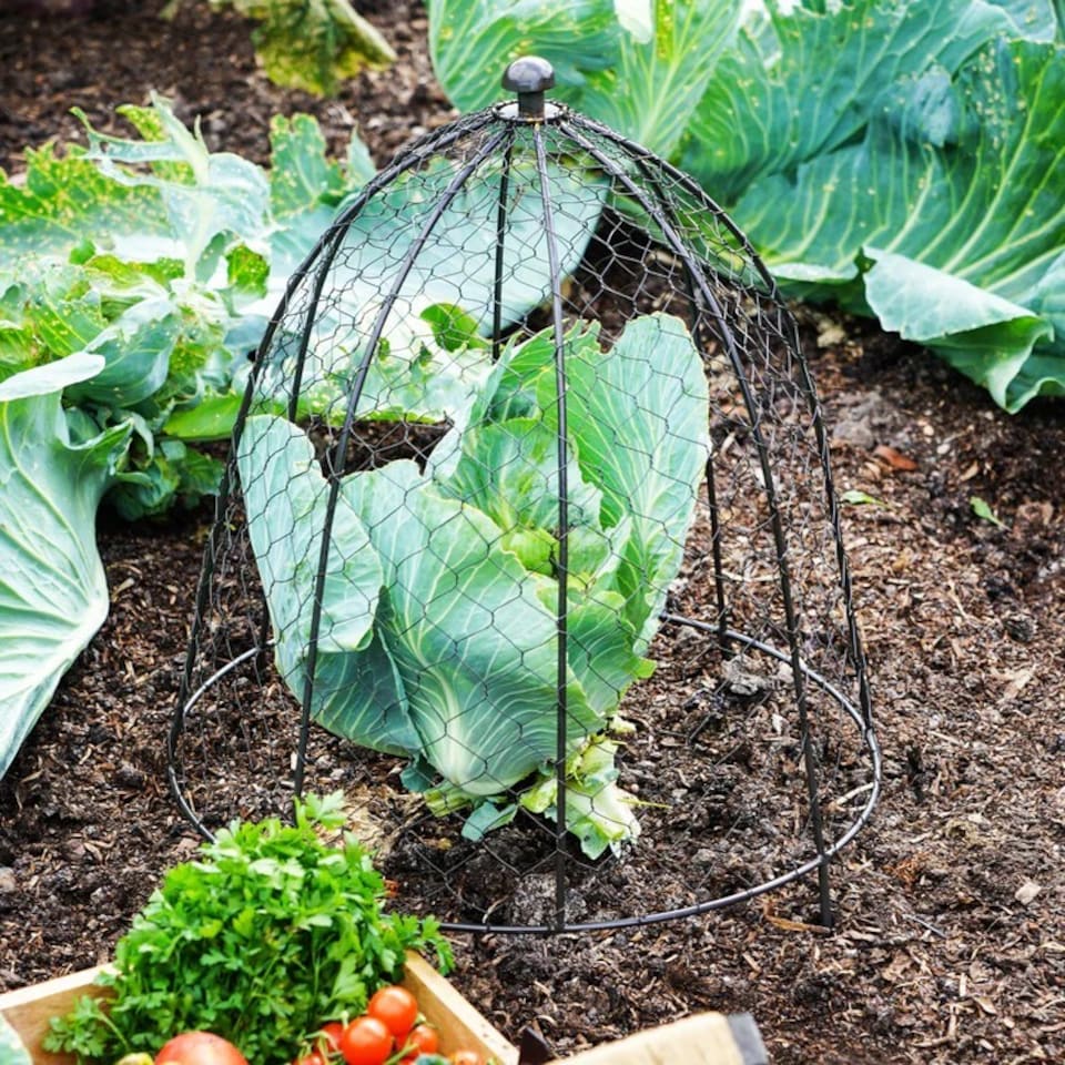 Outdoor Wire Netted Plant Protector - Mild Steel - L36 x W36 x H48 cm ...