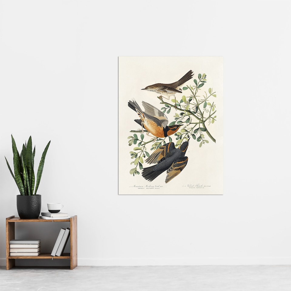Mountain Mocking Bird and Thrush Audubon Nature Huge Wall Art Poster ...