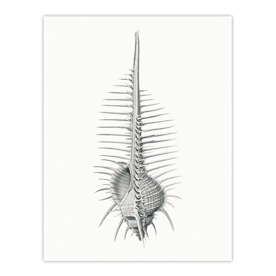 Ernst Haeckel Framed Wall Art Print Murex Shell Seashell Drawing Home ...
