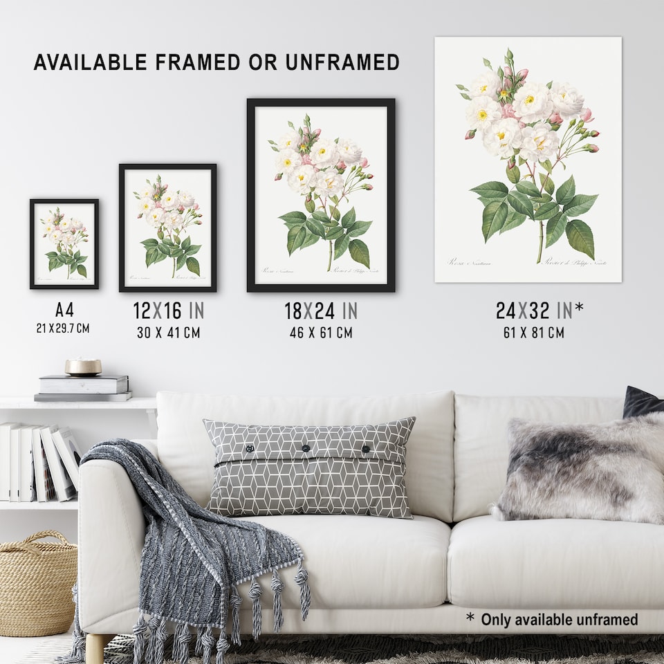 Noisette Rose Floral Redoute Vintage Huge Wall Art Print 18X24 In ...