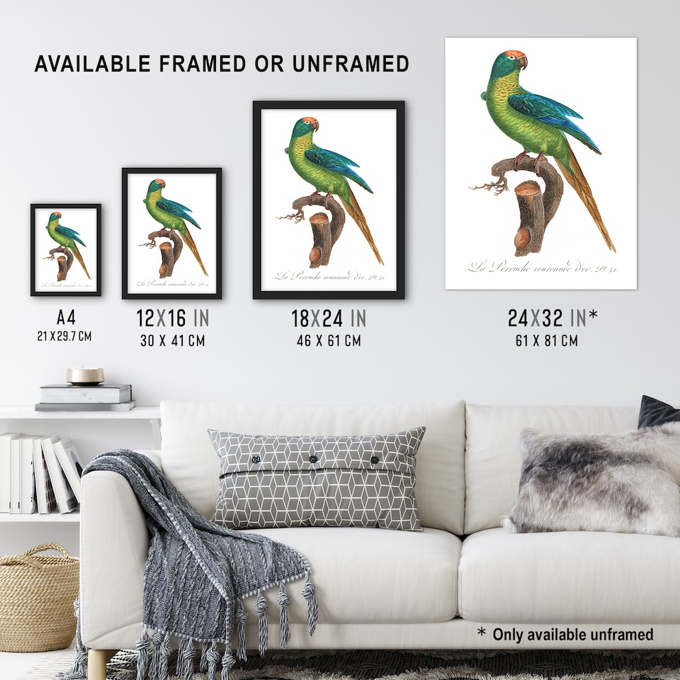 The Peach Fronted Parakeet Levaillant Wall Art Poster Print 12X16 ...