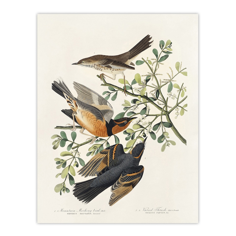 Mountain Mocking Bird and Thrush Audubon Nature Huge Wall Art Poster ...