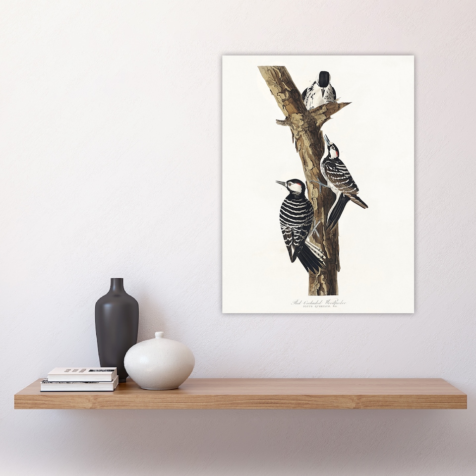 Red Cockaded Woodpecker Audubon Nature Huge Wall Art Print 18X24 In ...