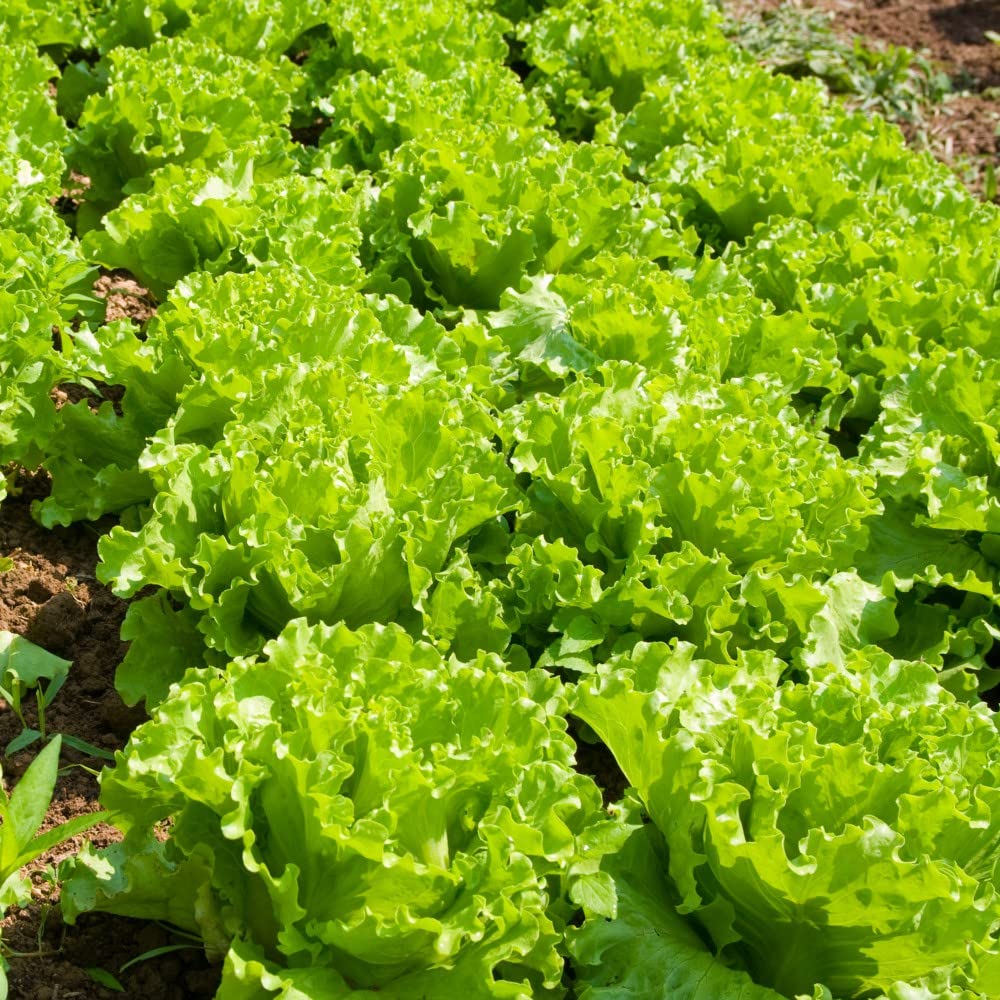 Lettuce Lakeland 1 Seed Packet - Tesco Groceries